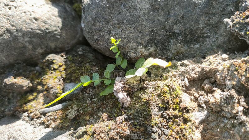 It Doesn& X27;t Need Soil To Grow Plants Can Also Grow on Rocks Stock ...