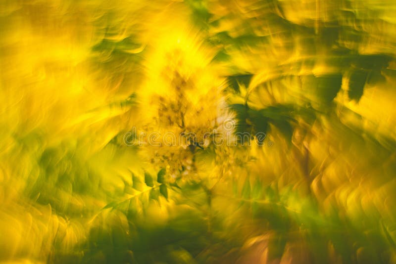 Flowers- Soft Focus Effect. Depth of Field Stock Photo - Image of ...