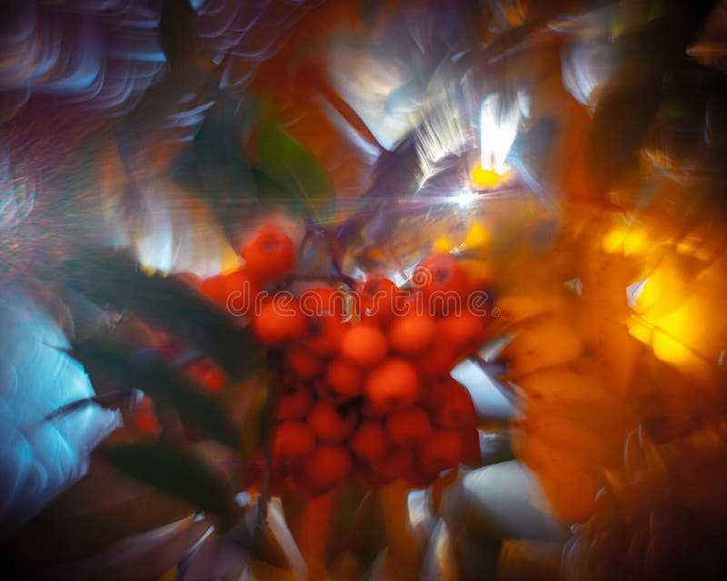 Flowers- Soft Focus Effect. Depth of Field Stock Photo - Image of ...