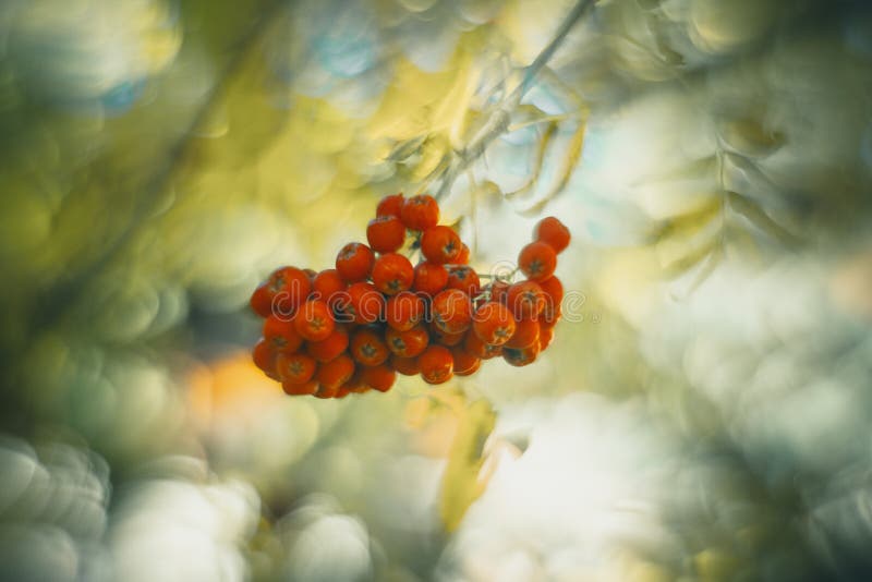 Flowers- Soft Focus Effect. Depth of Field Stock Photo - Image of ...