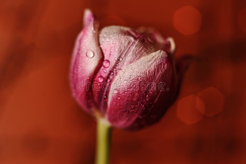 Flowers- Soft Focus Effect. Depth of Field Stock Photo - Image of ...