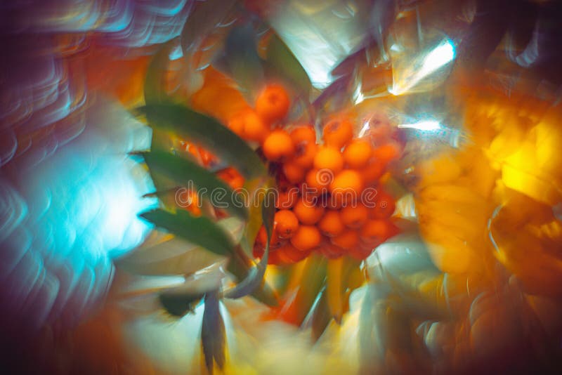 Flowers- Soft Focus Effect. Depth of Field Stock Photo - Image of ...