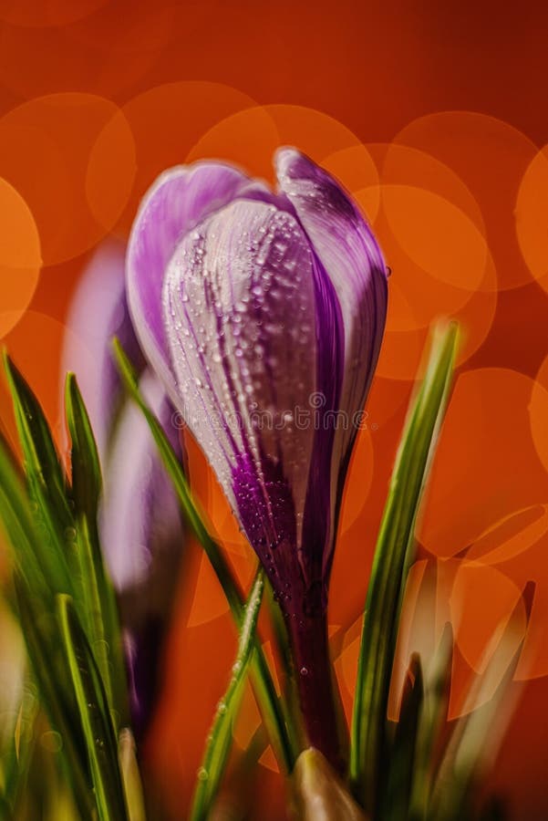 Flowers- Soft Focus Effect. Depth of Field Stock Image - Image of ...