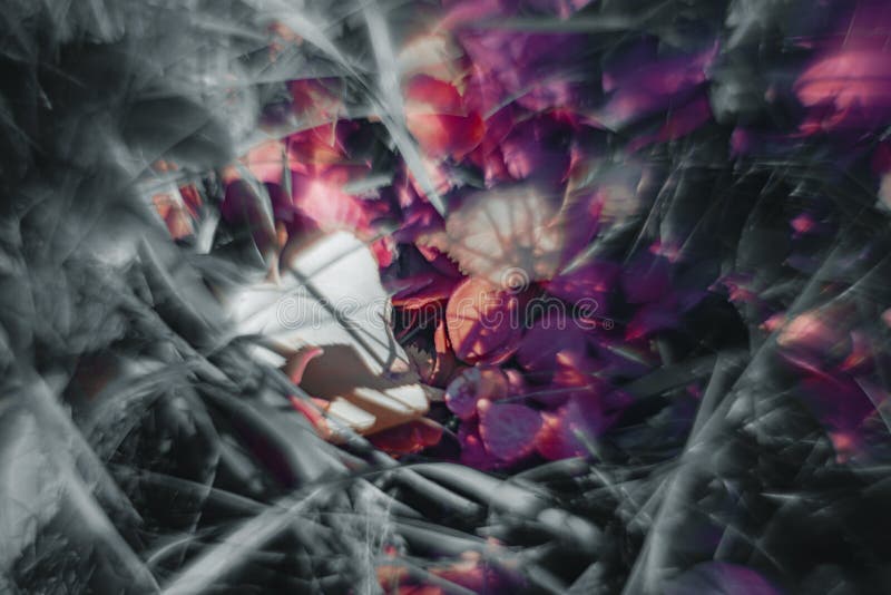 Flowers- Soft Focus Effect. Depth of Field Stock Photo - Image of ...