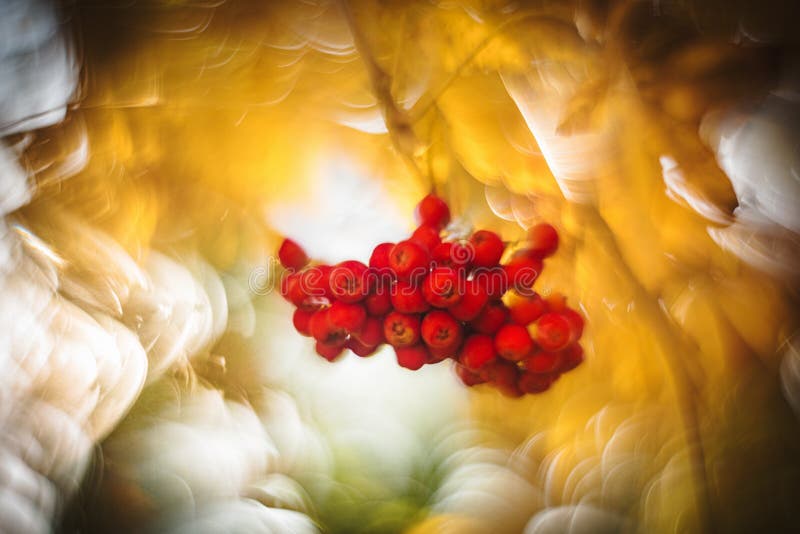 Flowers- Soft Focus Effect. Depth of Field Stock Image - Image of ...