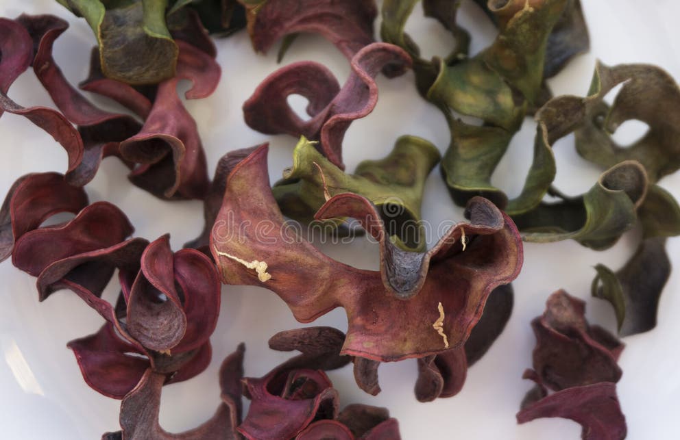 Dofta - Something Beautiful Stock Photo - Image of russia, pines: 141443844