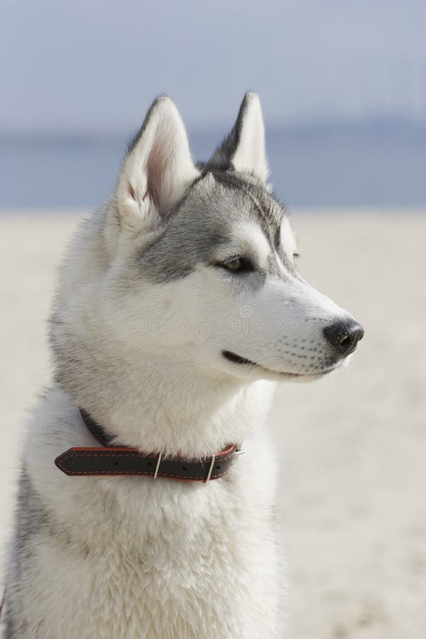 American Eskimo Dog. Esky Eskie. Happy White Dog. Stock Image - Image ...