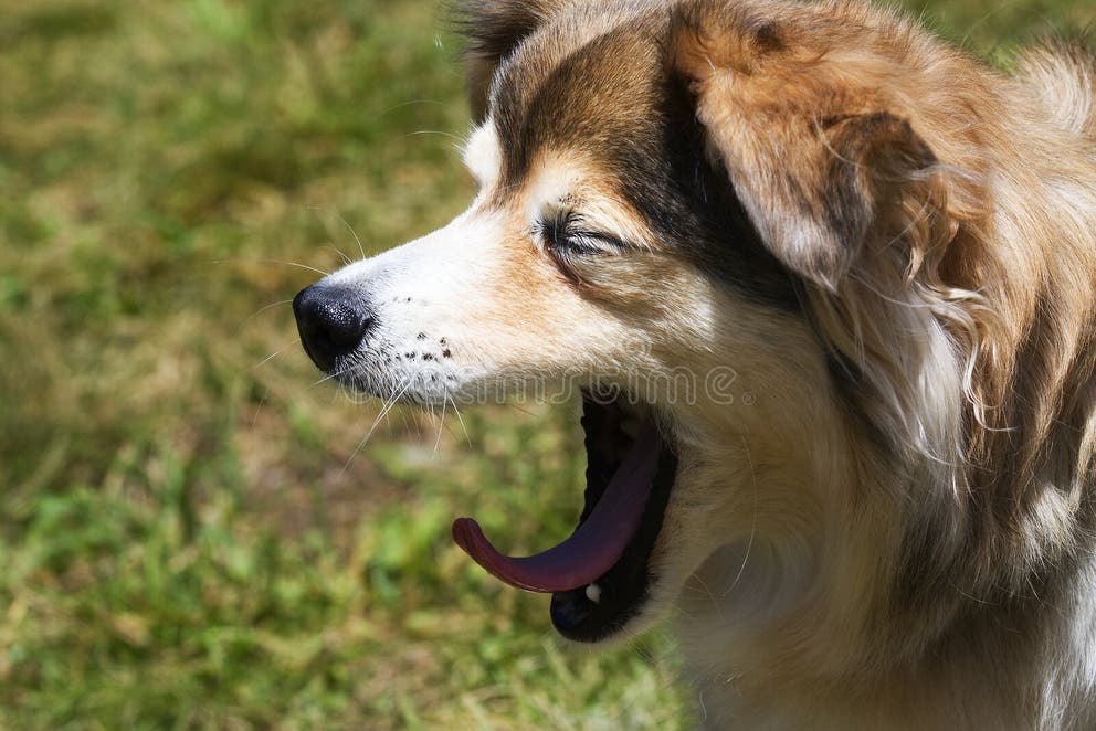 Dog stock photo. Image of mouth, bite, relaxed, sympathetic - 10266306