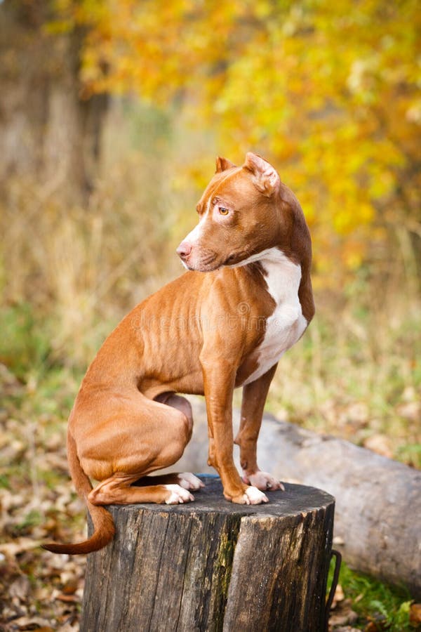 Dog stock photo. Image of pitbull, autumn, nature, outdoor - 103055500
