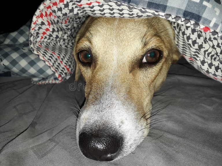 Dog stock image. Image of cool, sleep, sleepping, smail - 104213493