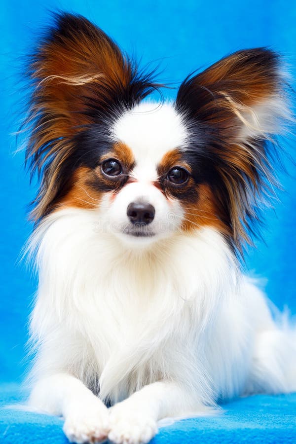 Dog stock photo. Image of butterfly, home, small, papillon - 105469394