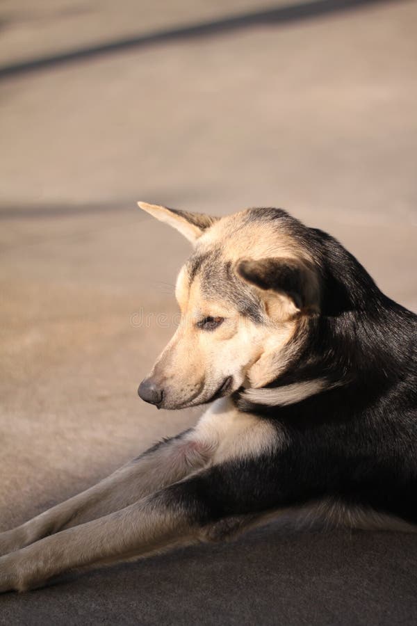 Dog stock photo. Image of black, animal, fool - 106897742