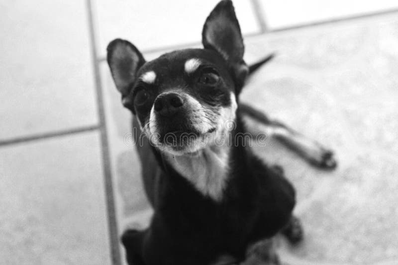 Dog 库存照片. 图片 包括有 宠物 - 111611888