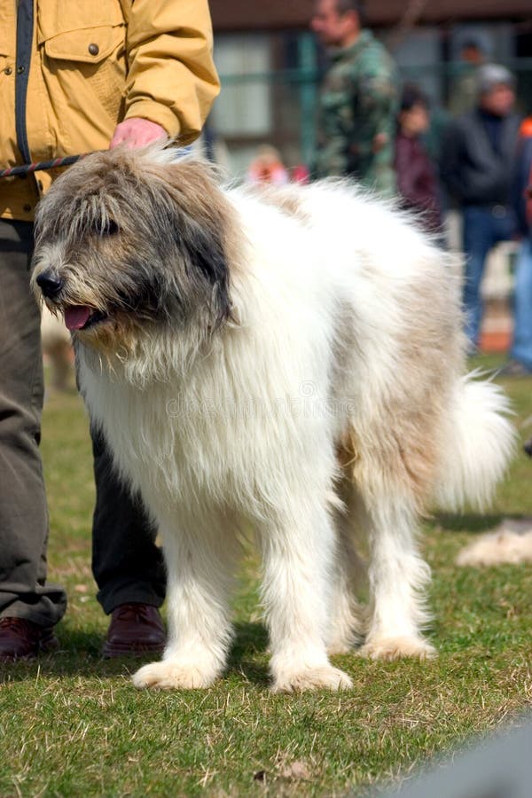 Bianca, the dog. stock image. Image of mans, brown, nose - 547385