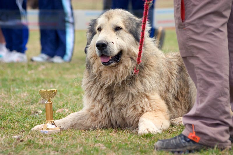 Winner dog stock photo. Image of proud, animal, retriever - 3071154