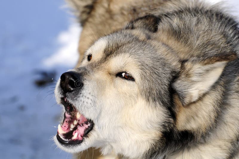 587 Fierce Dogs Stock Photos - Free & Royalty-Free Stock Photos from ...