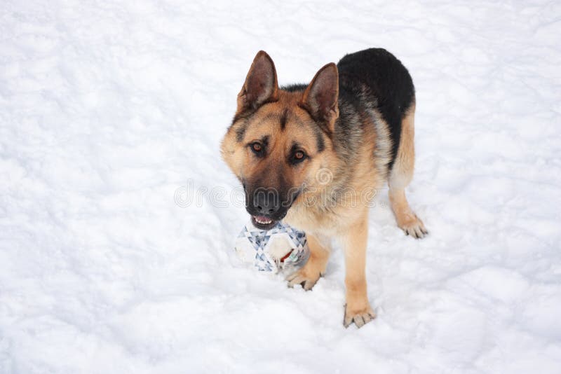 Dog. stock photo. Image of mutilated, gnaw, german, snow - 13454066