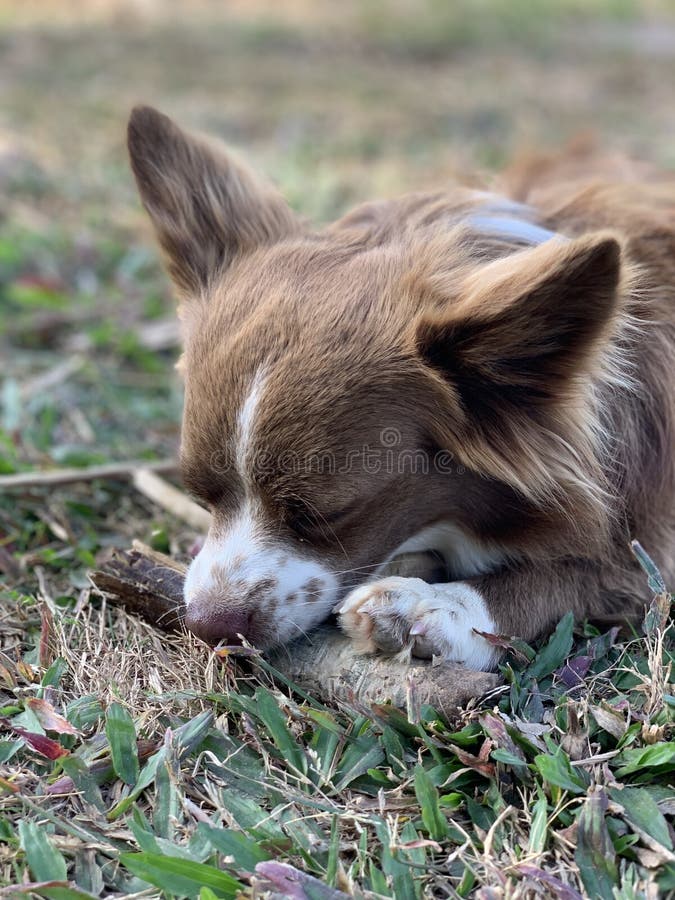Dog stock image. Image of face, brown, timber, animal - 135865703