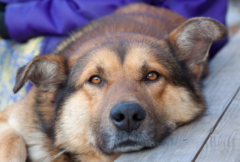 Sad german shepherd dog stock image. Image of unhappy - 12935907