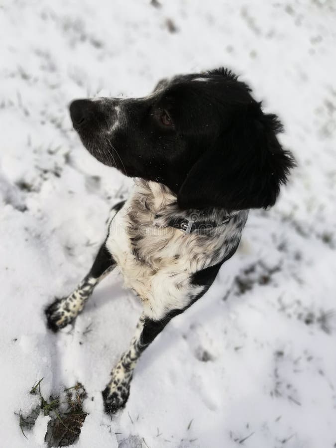 Dog stock image. Image of lolita, lola, snow, cold, walk - 142268979
