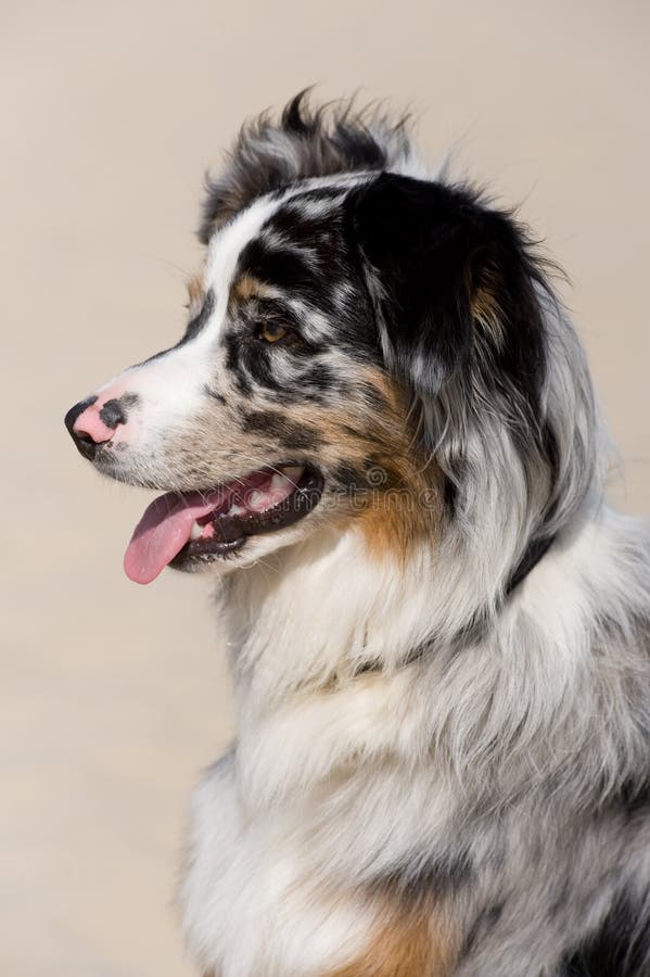 Dog stock image. Image of sand, four, faithfully, australianshepherd ...