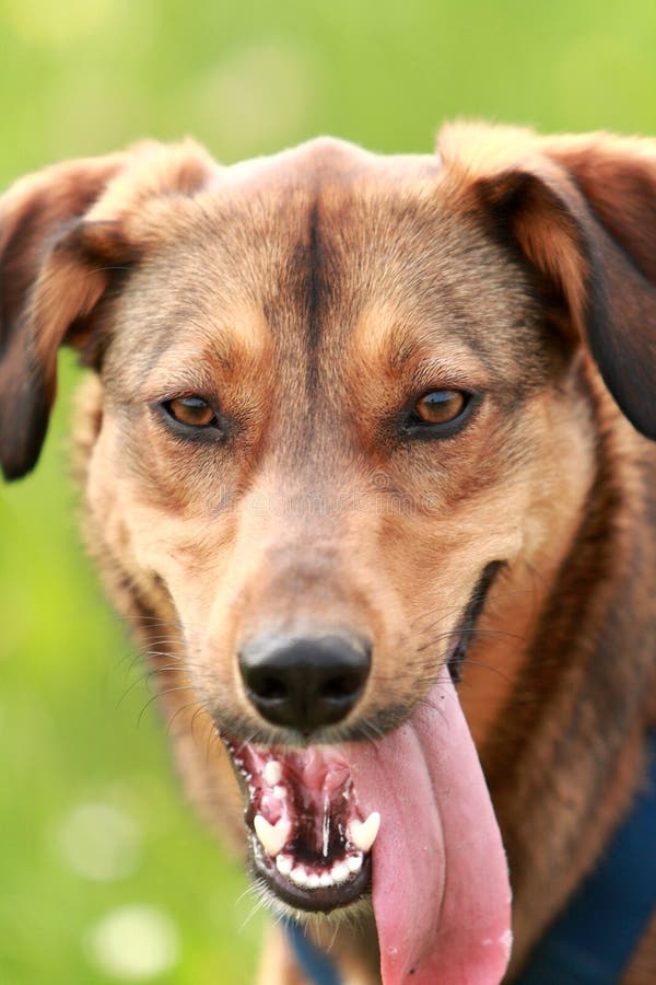 Mountain Cur Hound stock photo. Image of hound, watching - 1855424