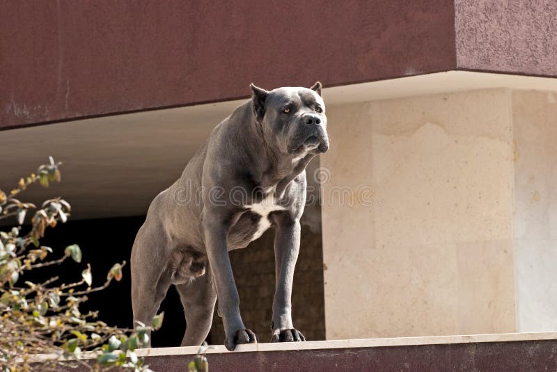 Big Bad Dog Looking at His Target Stock Image - Image of protection ...