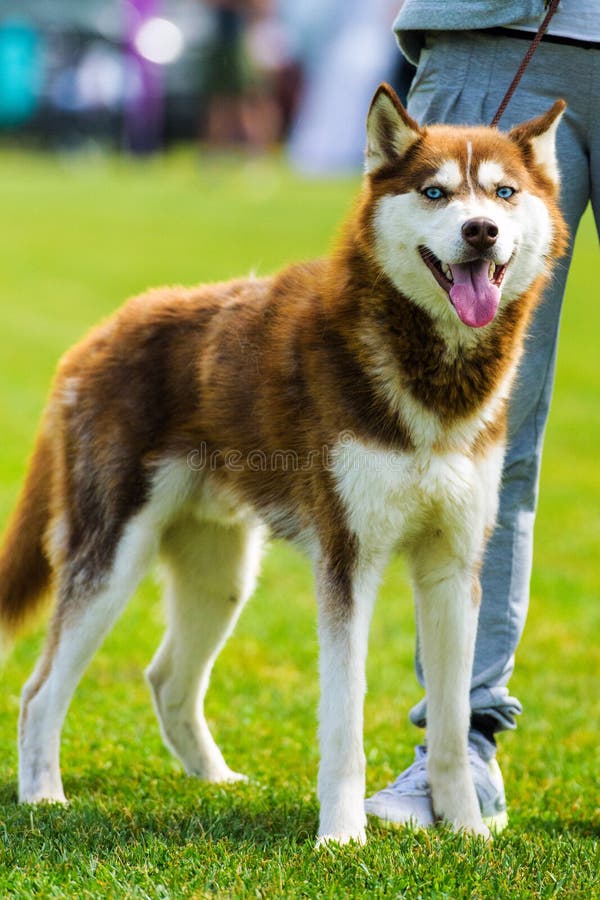 Dog stock photo. Image of animal, bulldog, barking, close - 156026632