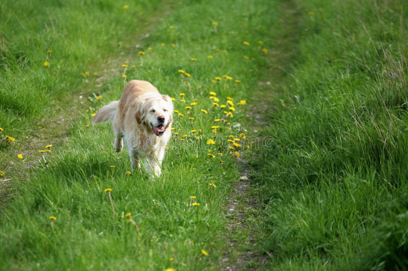 Dog stock image. Image of grass, dogs, curious, playing - 1580551
