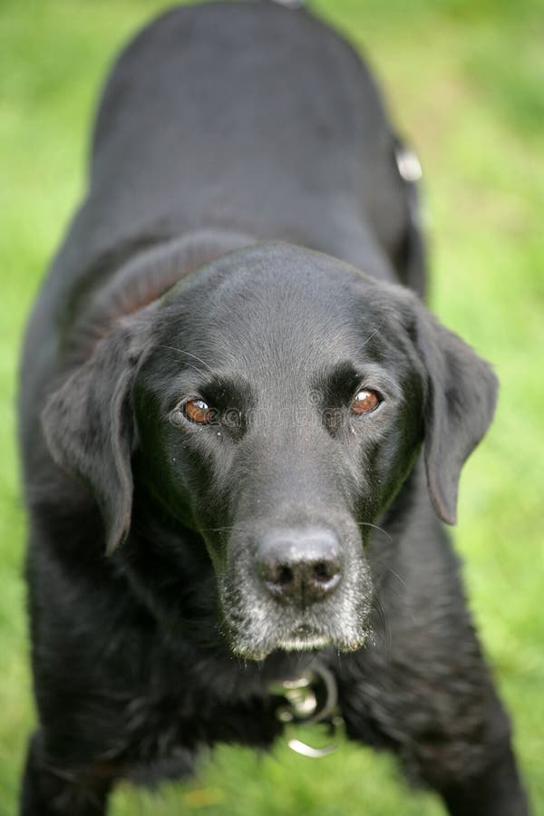 Dog stock photo. Image of stare, outdoor, rest, look, relax - 1580564