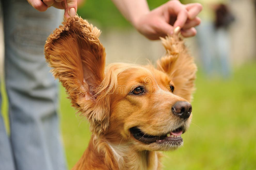 Dog stock photo. Image of play, agitated, breed, black - 15830644
