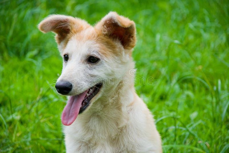 Dog with a happy smile stock photo. Image of scruffy - 17905640