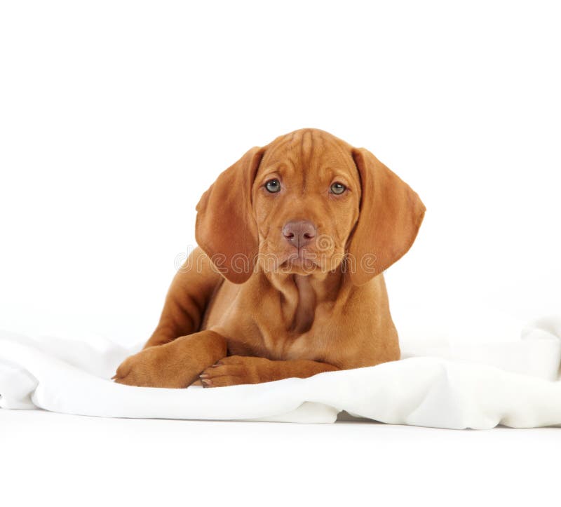Dog stock image. Image of pointer, haired, pups, white - 15989805