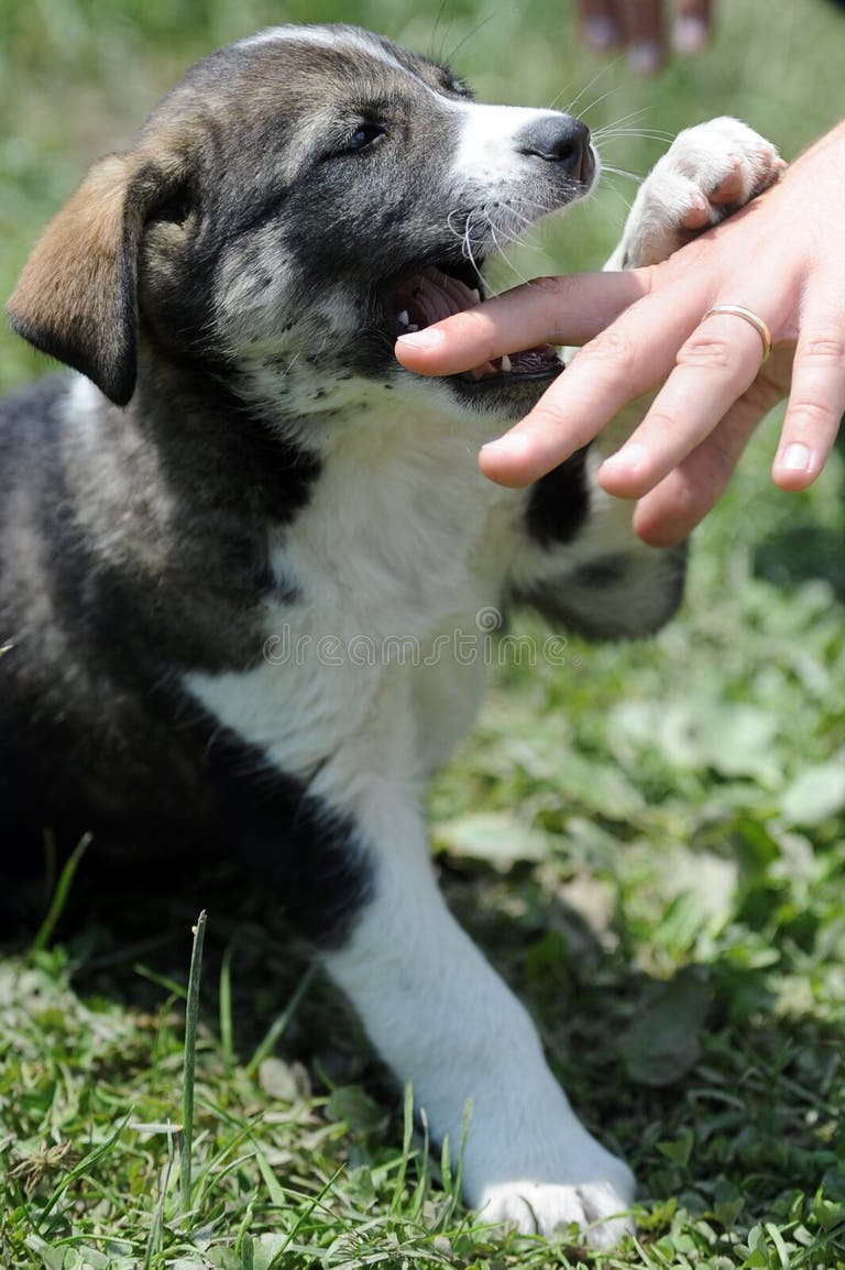 511 Dog Biting Hand Stock Photos - Free & Royalty-Free Stock Photos ...