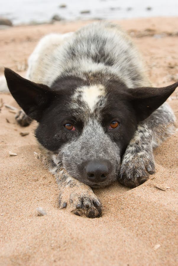 Dog stock photo. Image of sand, togetherness, canine - 16578434