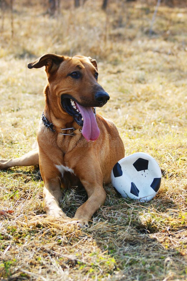 American football dog stock image. Image of prize, american - 41957593