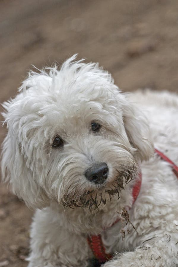 Portrait of a Small Fluffy Dog Stock Photo - Image of leash, canine ...