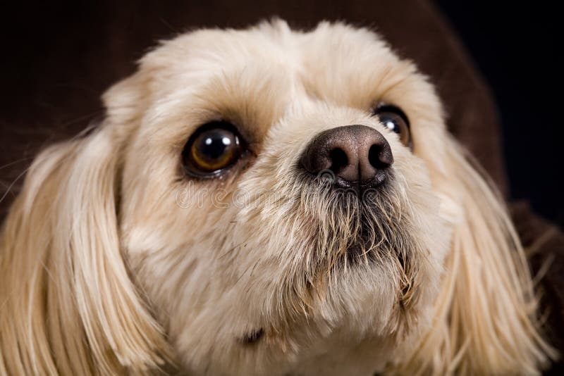 Dog stock photo. Image of breed, adorable, animals, contented - 1825866