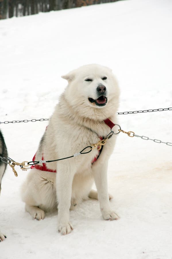 Samoyed Sled Dog Team at Work Stock Photo - Image of husky, musher ...
