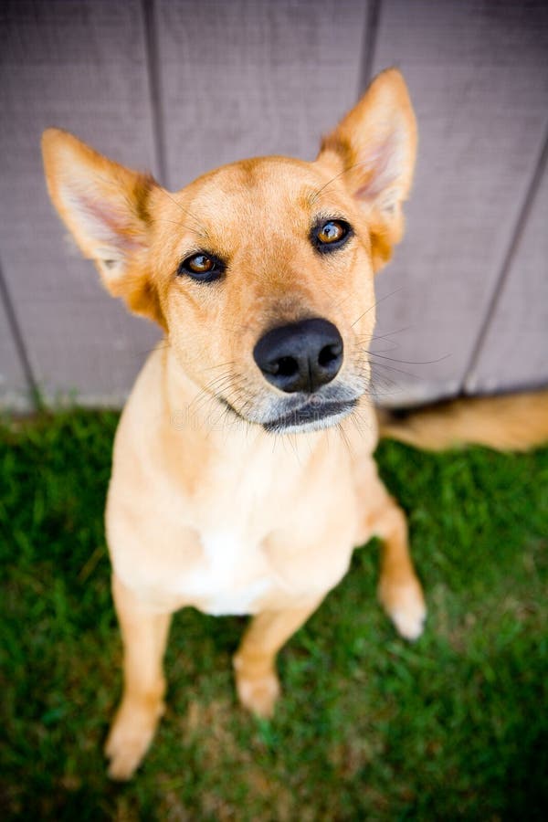 Dog with Overbite stock image. Image of animal, metaphor - 7519973