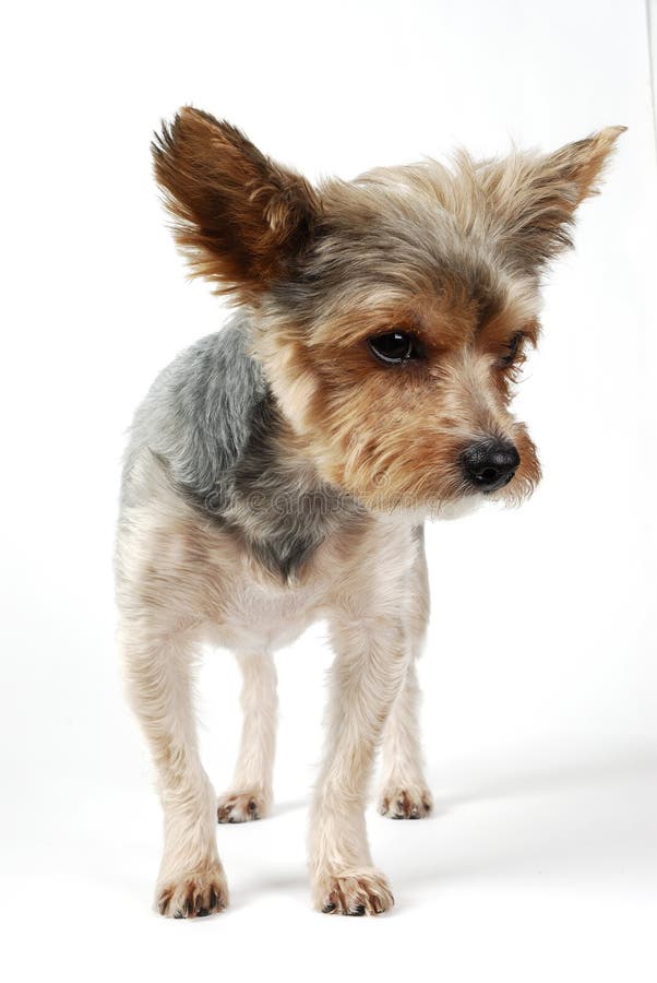 The VIP dog stock photo. Image of mouth, outdoors, funny - 301756