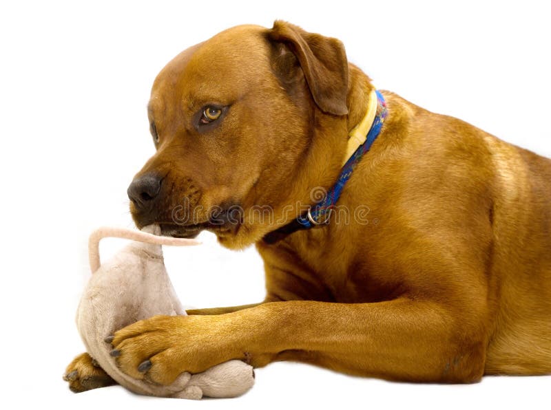 Dog stock photo. Image of mouse, brown, isolated, dogs - 2182692