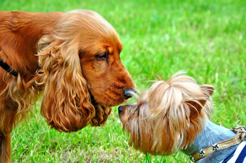 Sweety dogs stock photo. Image of flowers, lake, friendly - 4893842