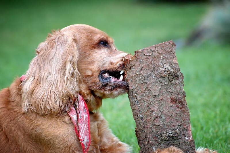 Do Cocker Spaniels Bite