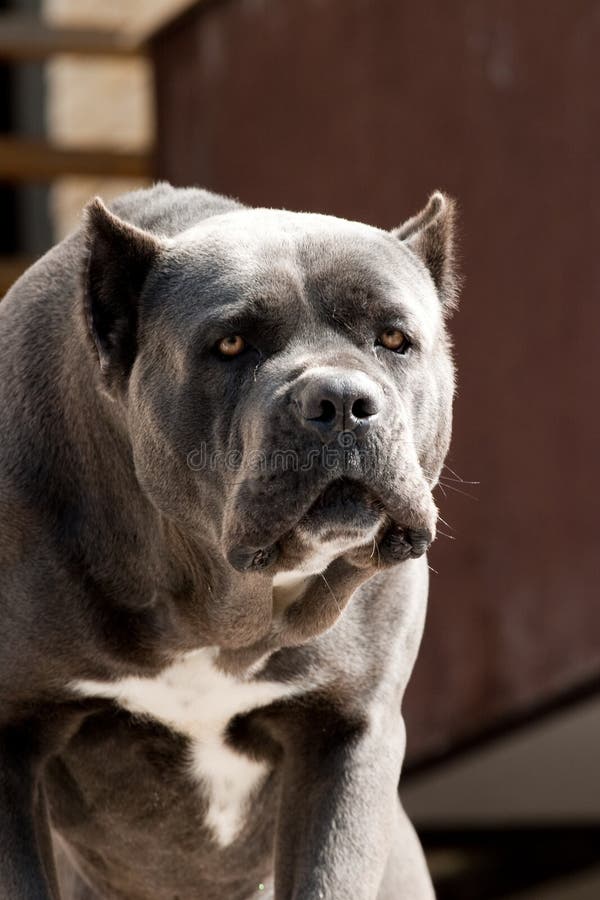 5,519 Bad Dog Photos - Free & Royalty-Free Stock Photos from Dreamstime