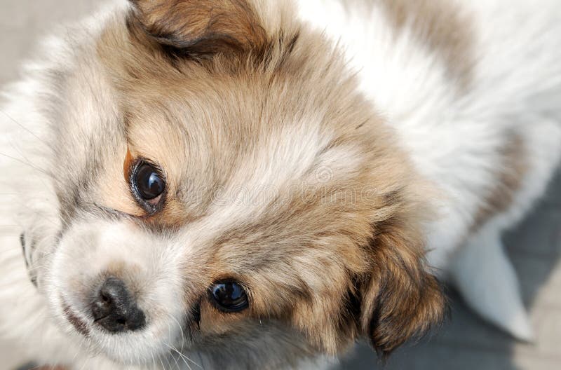 Cuddling pet dog stock image. Image of love, white, lifestyle - 29225213