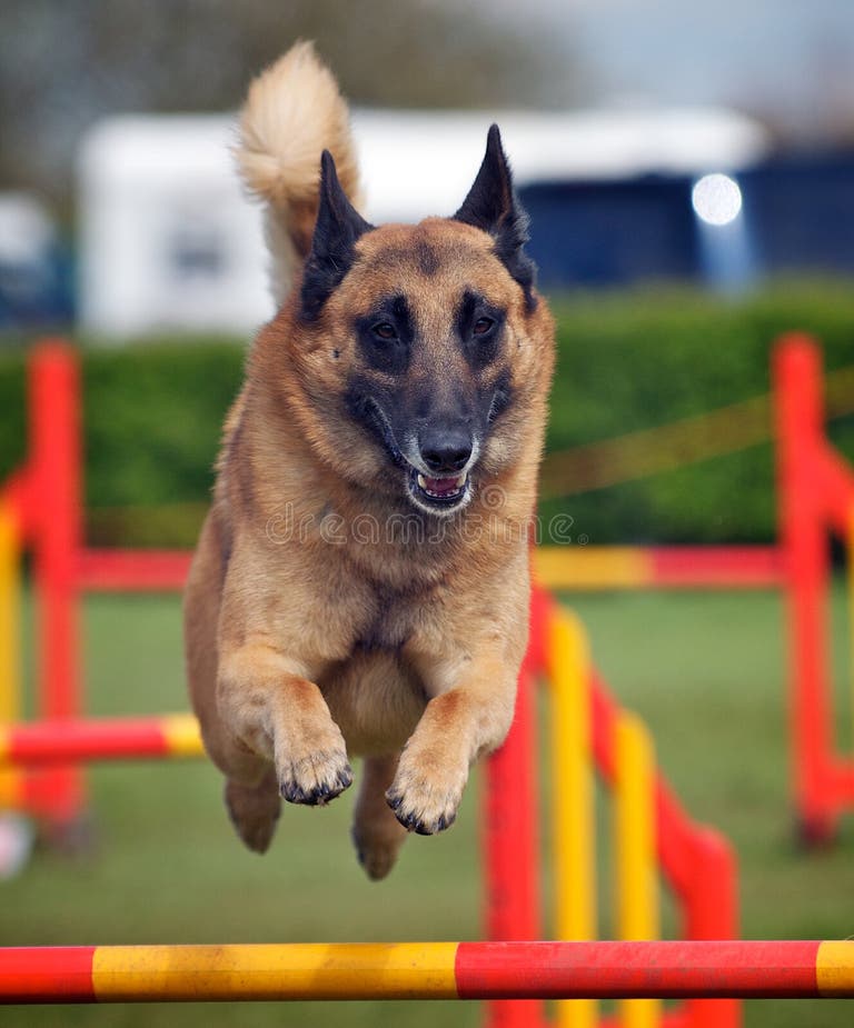 7,590 Dog Success Stock Photos - Free & Royalty-Free Stock Photos from ...