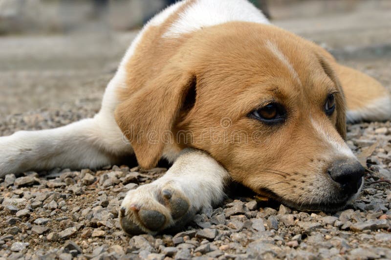 Sad puppy stock image. Image of animal, small, nose, puppy - 2486079