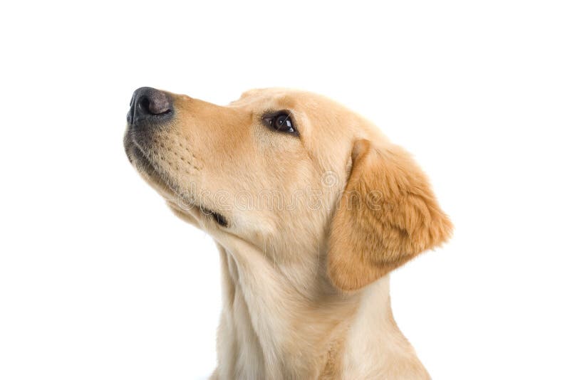 13,396 Dog Look Up Stock Photos - Free & Royalty-Free Stock Photos from ...