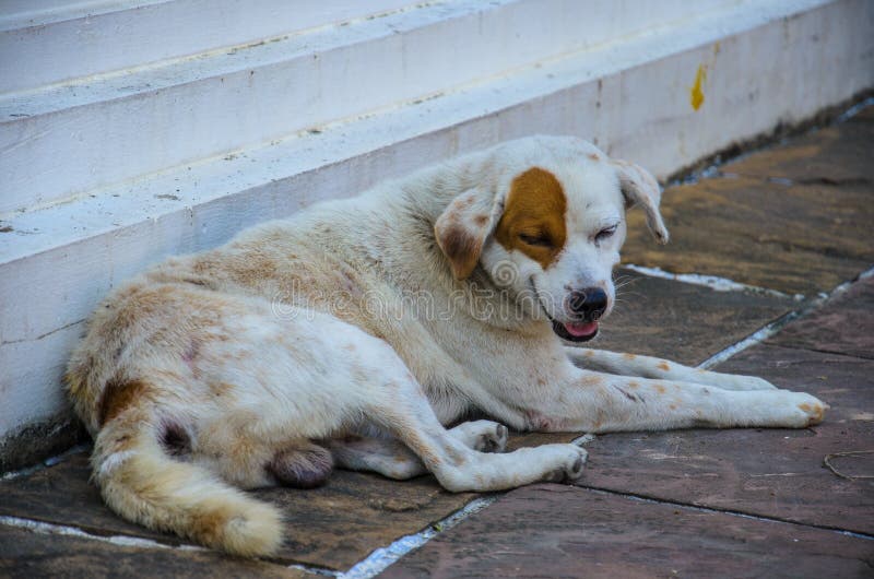 Dog Quizzical Expression Stock Photos - Free & Royalty-Free Stock ...